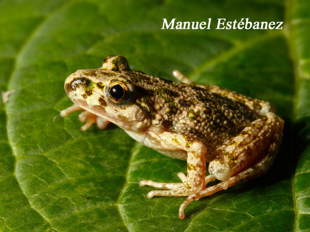 Miradas Cantábricas: Sapillo moteado común (Pelodytes punctatus)