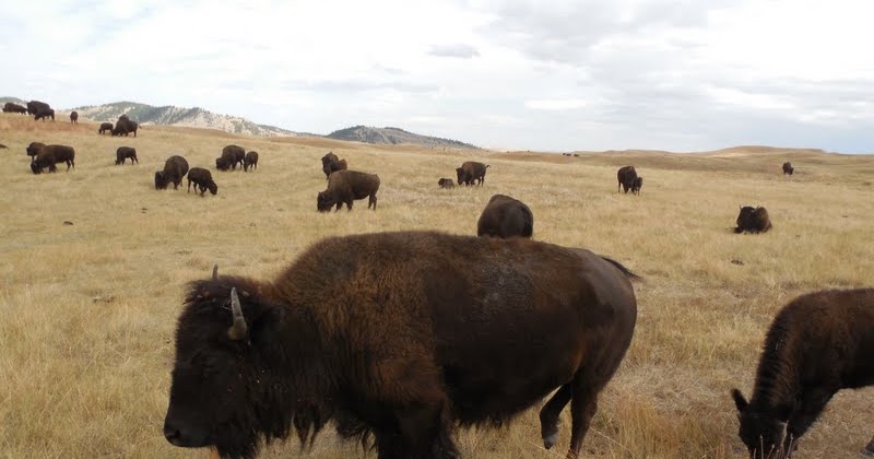 Have Retirement. Will Travel.: The Great Buffalo Roundup!