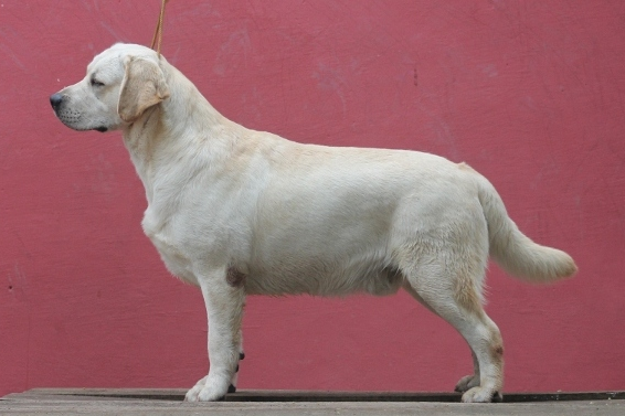 Retrong Dejavu at Just Retrievers, carreador de EIC e PRA. | Lista ...