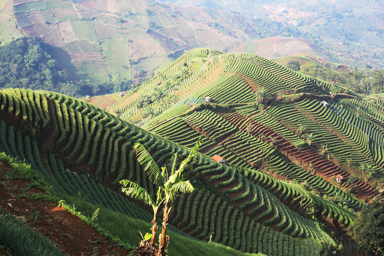 Uniknya Terasering Panyaweuyan Argapura, Majalengka Jawa Barat | Beyond ...