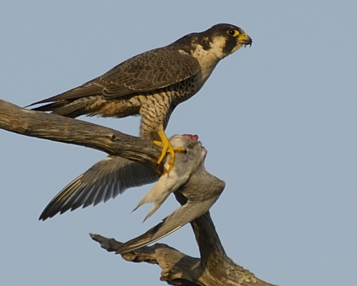 Katahdin, The Maine North Woods and Florida: Peregrine Falcon on ...