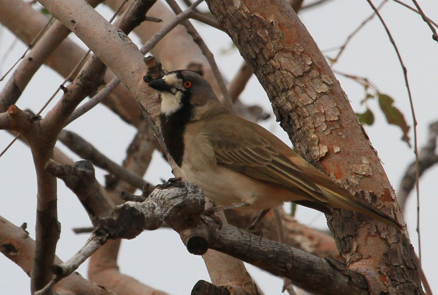 Richard Waring's Birds of Australia: Robins up close, Cuckoo as well ...
