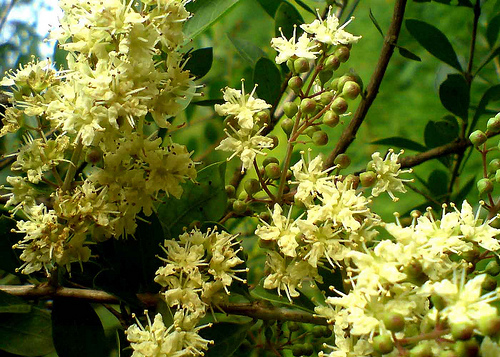 ¿QUE SABES DE LA HENNA?