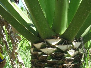 andandoporbogota: EL FIQUE: UNA PLANTA INDUSTRIAL DE ELEVADAS ...