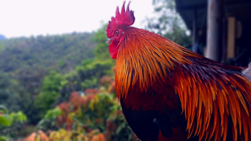 Qaib Dib | HmongPhoto