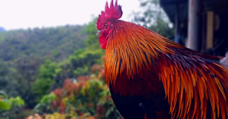 Qaib Dib | HmongPhoto