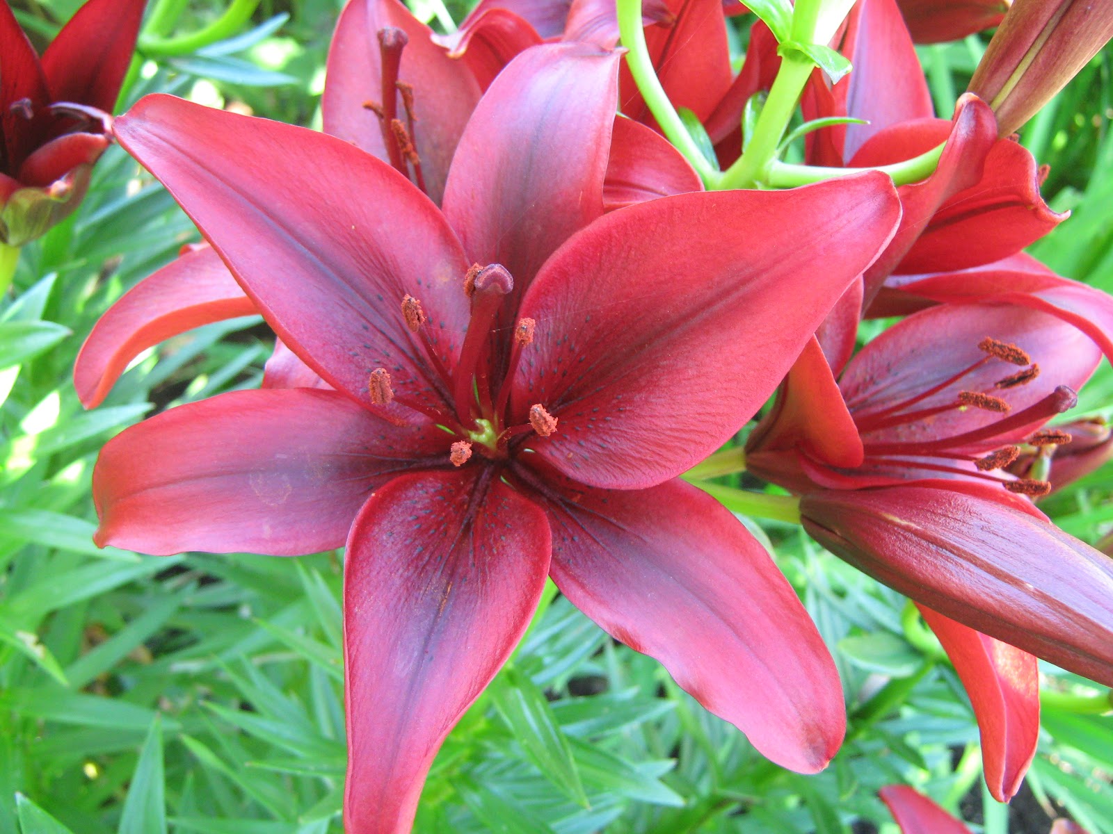Rindy Mae: The Lilies Are Blooming!