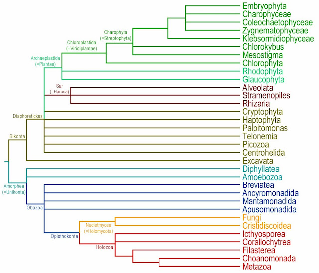 Phylogenetics...: Phylogeny of eukaryotes