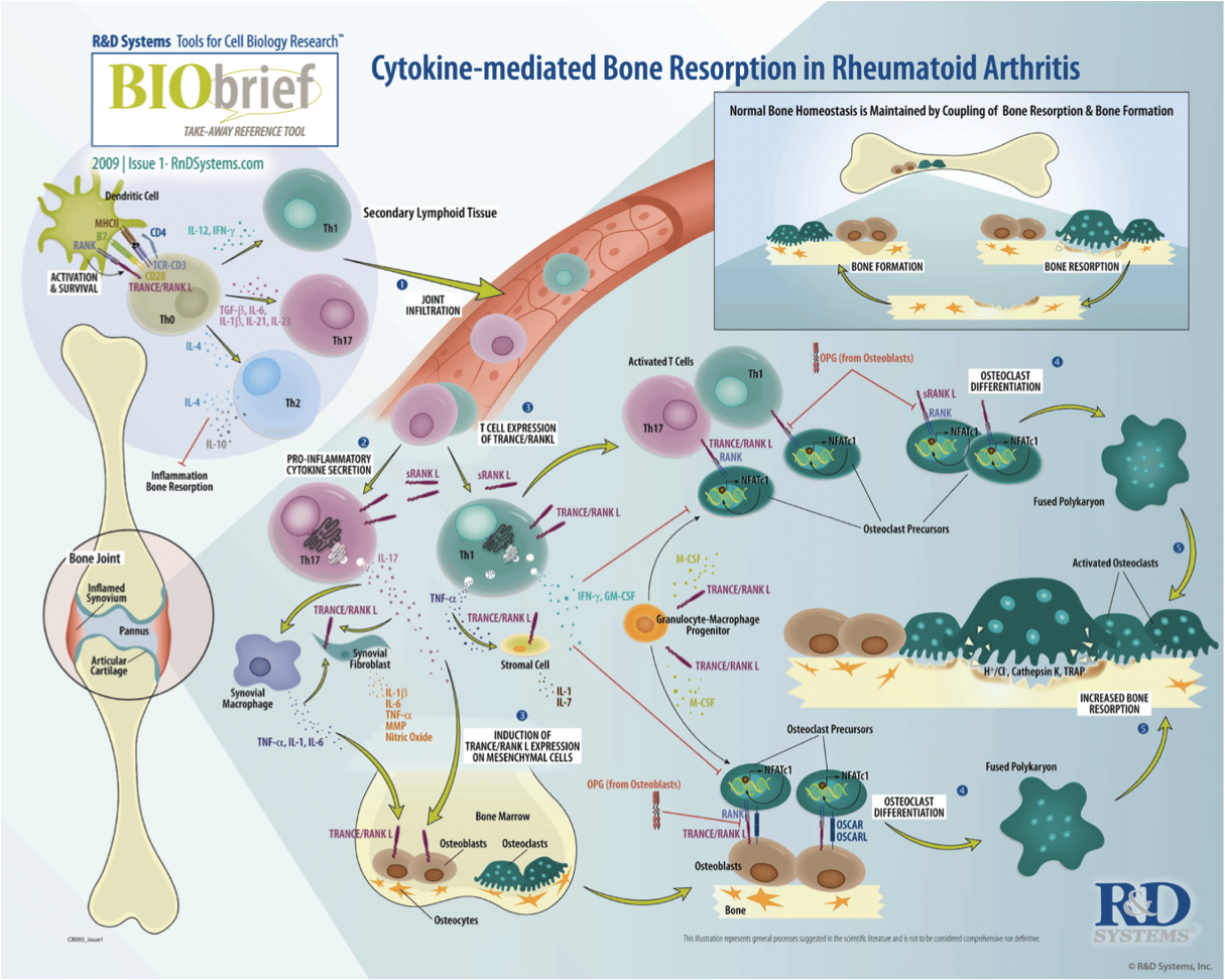 Escaping Anergy: The Immunology Research Blog