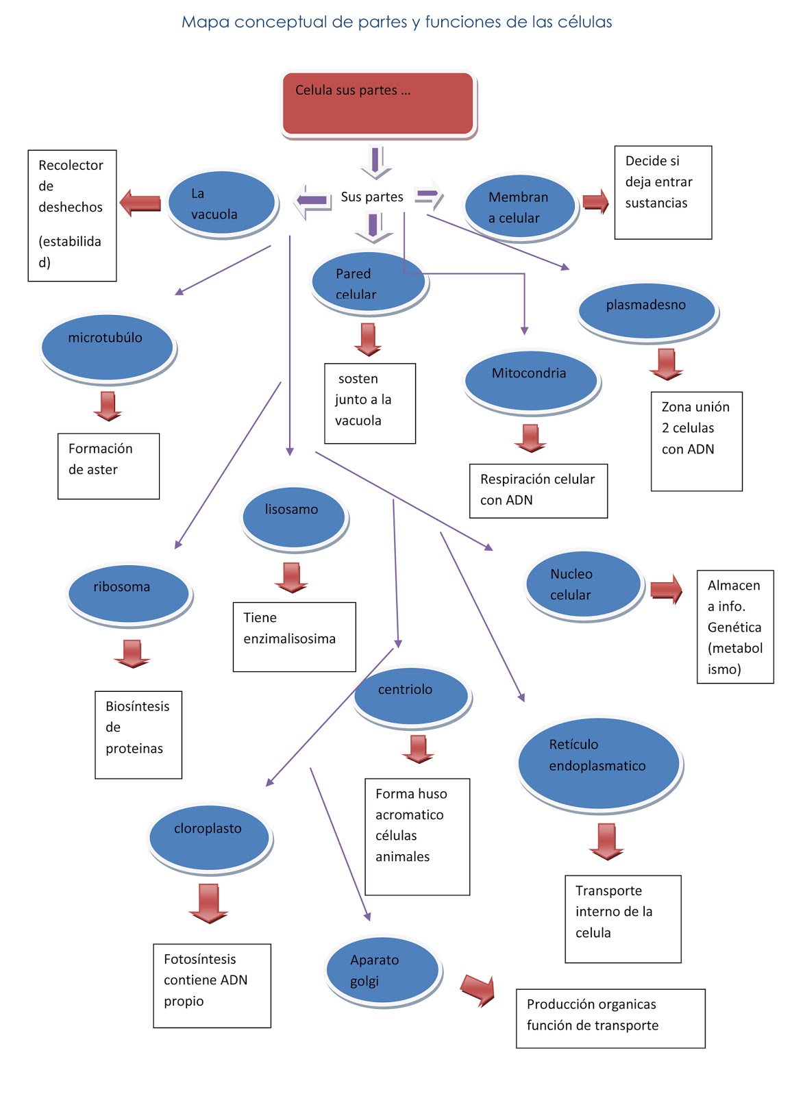 Marisol: mapa conceptual
