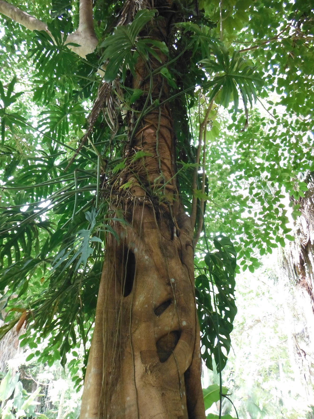 APES: Strangler Vine