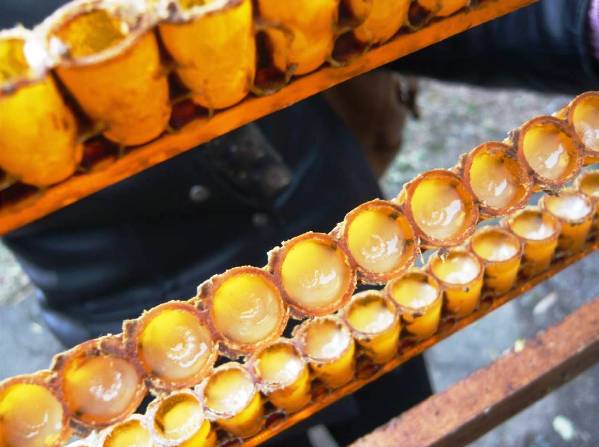 Ziveti sa Prirodom: Maticna mlec