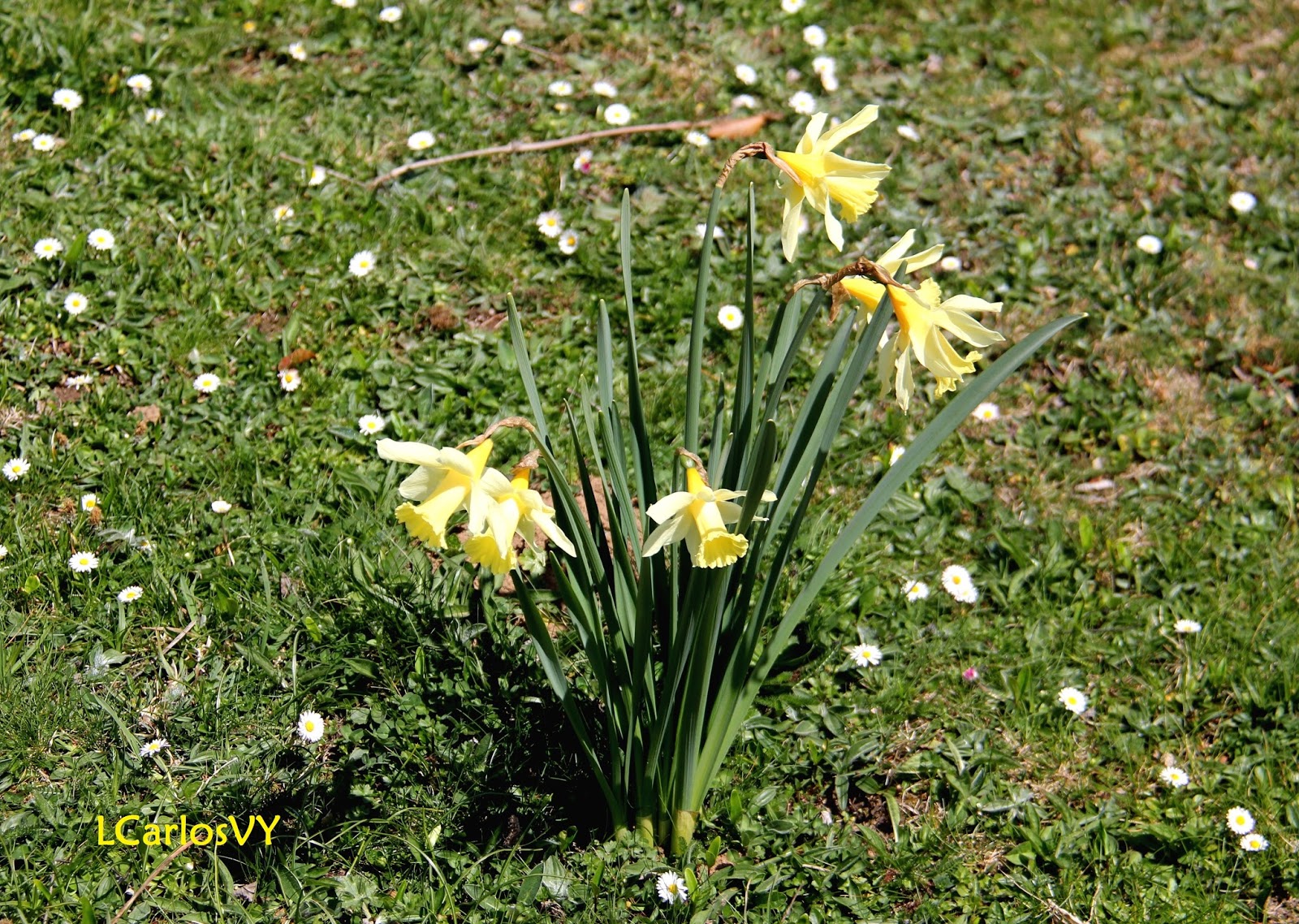 Plantas silvestres de Asturias: Narciso trompón - Narcissus tortuosus