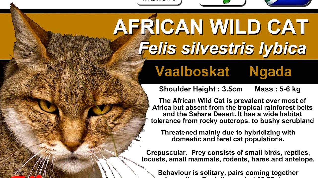 Feral Cat Facts Cat Choices feral-cat-facts-cat-choices