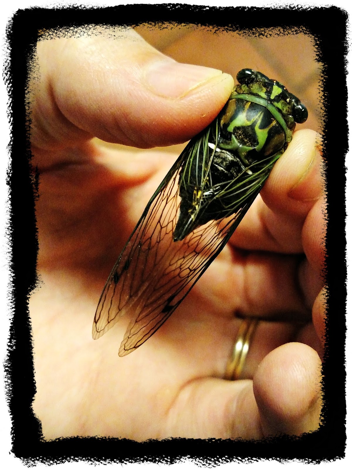 Two Bears Farm and the Three Cubs: Camo Bug