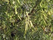 Herbs-Treat and Taste: JHAND, MESQUITE TREE - FLOURISHES IN DESERTS ...
