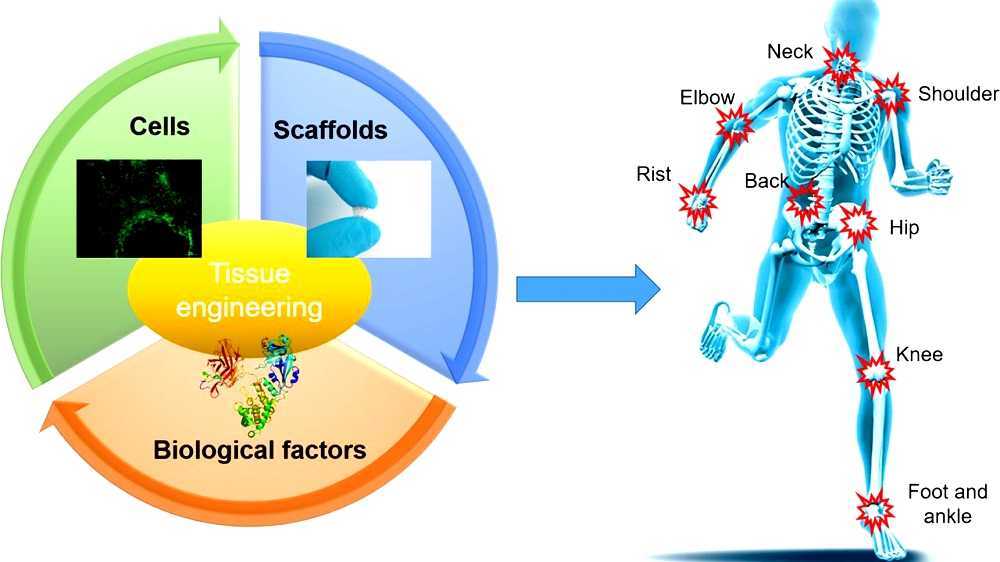 Tissue Engineering tissue-engineering