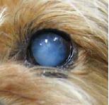 Common Dog Eye Problems
