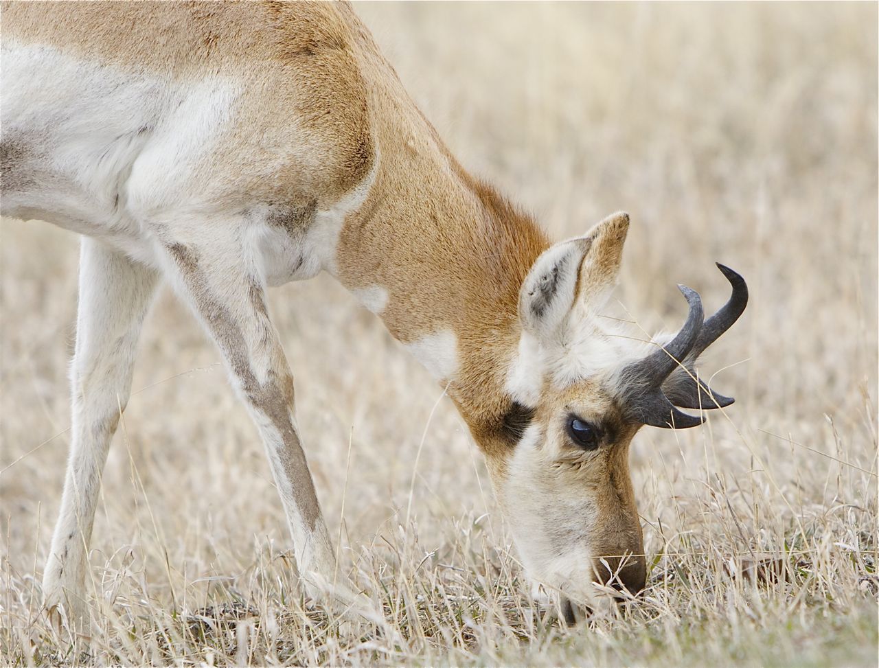 Ivars Krafts: where the antelope play and the buffalo roam