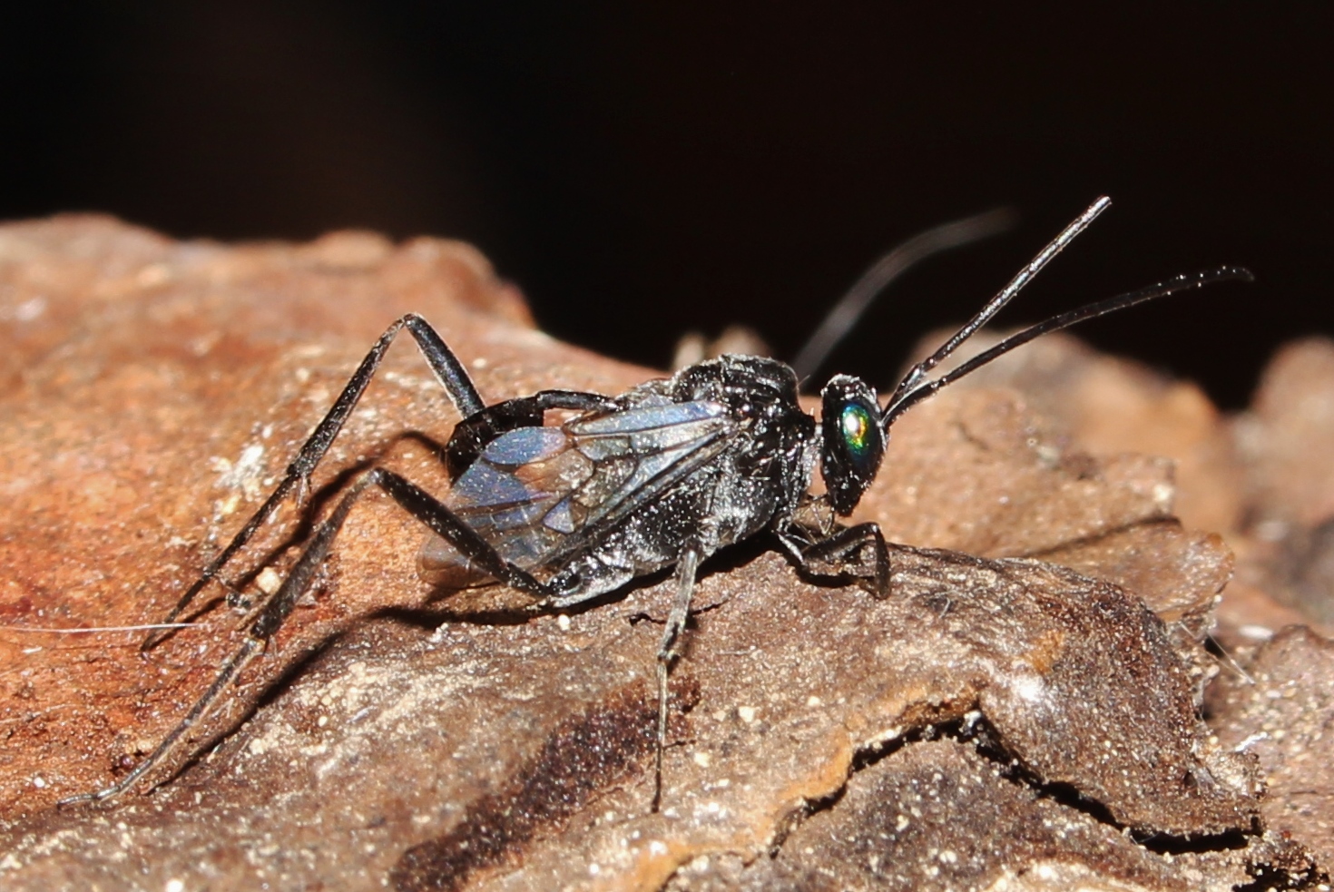 Biodiversity of Cyprus by NGO Protection of the Natural Heritage and ...