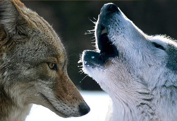 White Wolf : Coyotes and Wolves as First Healers ! - Native American Legend