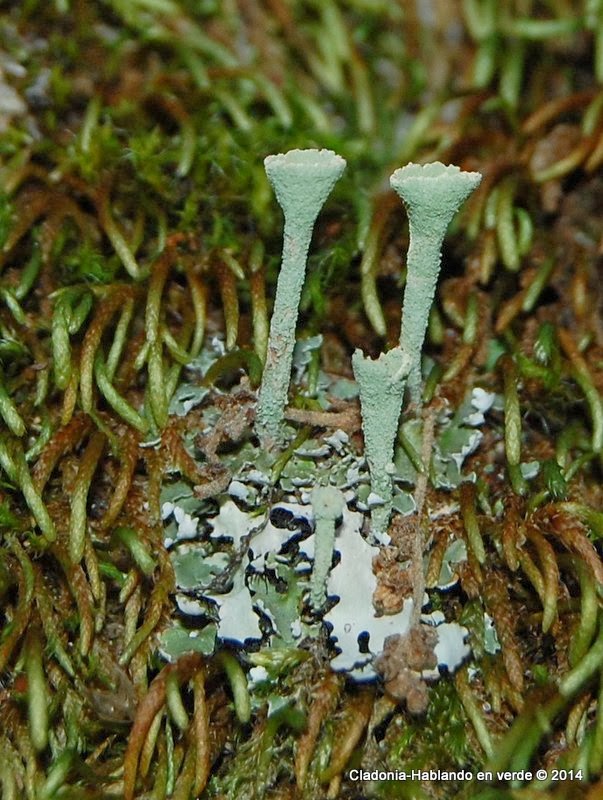 Hablando en verde: Cladonia sp.