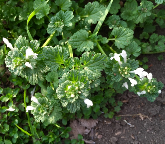 The Foraged Foodie: Deadnettle and Henbit: two edible, medicinal herbal ...
