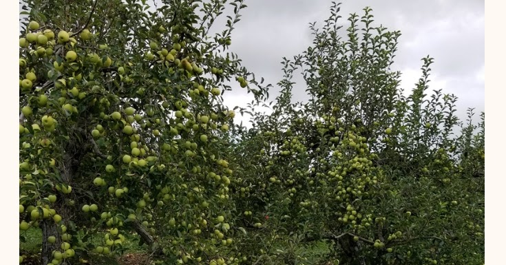 Two Frys: Apple Ridge Orchards