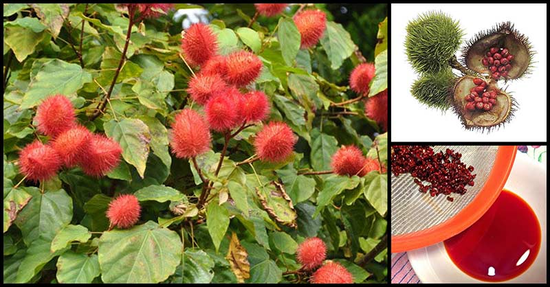 How Atsuete Brings Color To Our Health | Dr Farrah MD