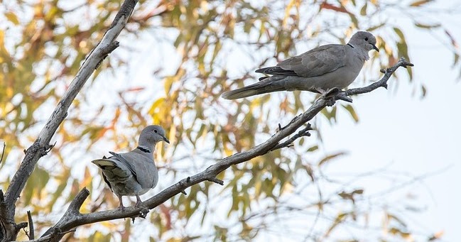 Faules i Contes d'Animals: LA TÓRTORA TURCA