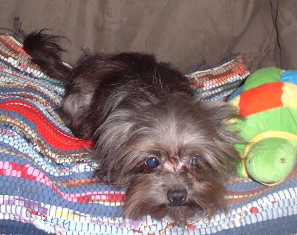 Cute Little 4 1/2 lb Terrier Female | Puppies For Sale