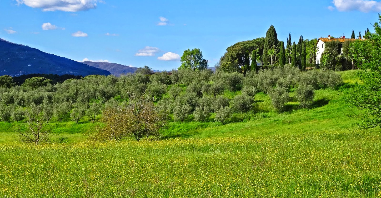 Joe's Retirement Blog: On the Road to Montecarlo, Lucca, Tuscany, Italy