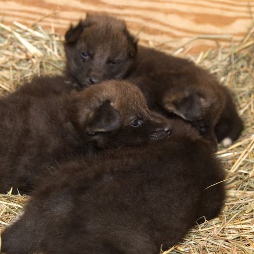 White Wolf : Four Maned Wolf Pups For The Smithsonian!