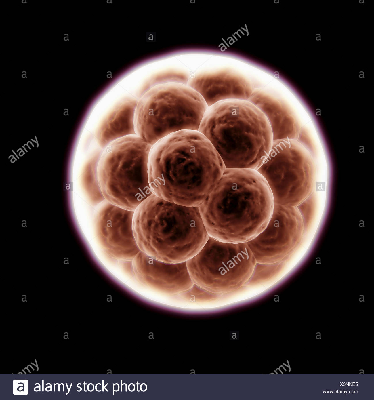 ¡Histoembriologia!: Desarrollo embrionario