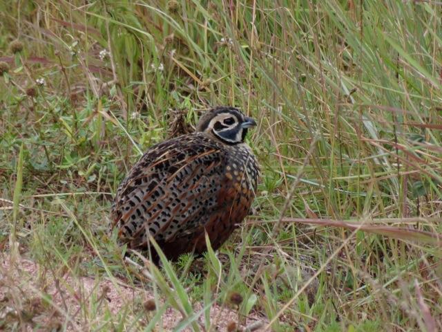Tierra de pavos, francolines, faisanes y perdices: Codorniz ocelada ...