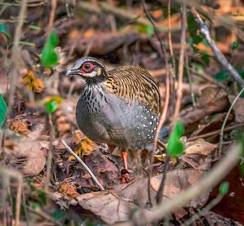 List of Indian partridges - Images | Birds of India | Bird World