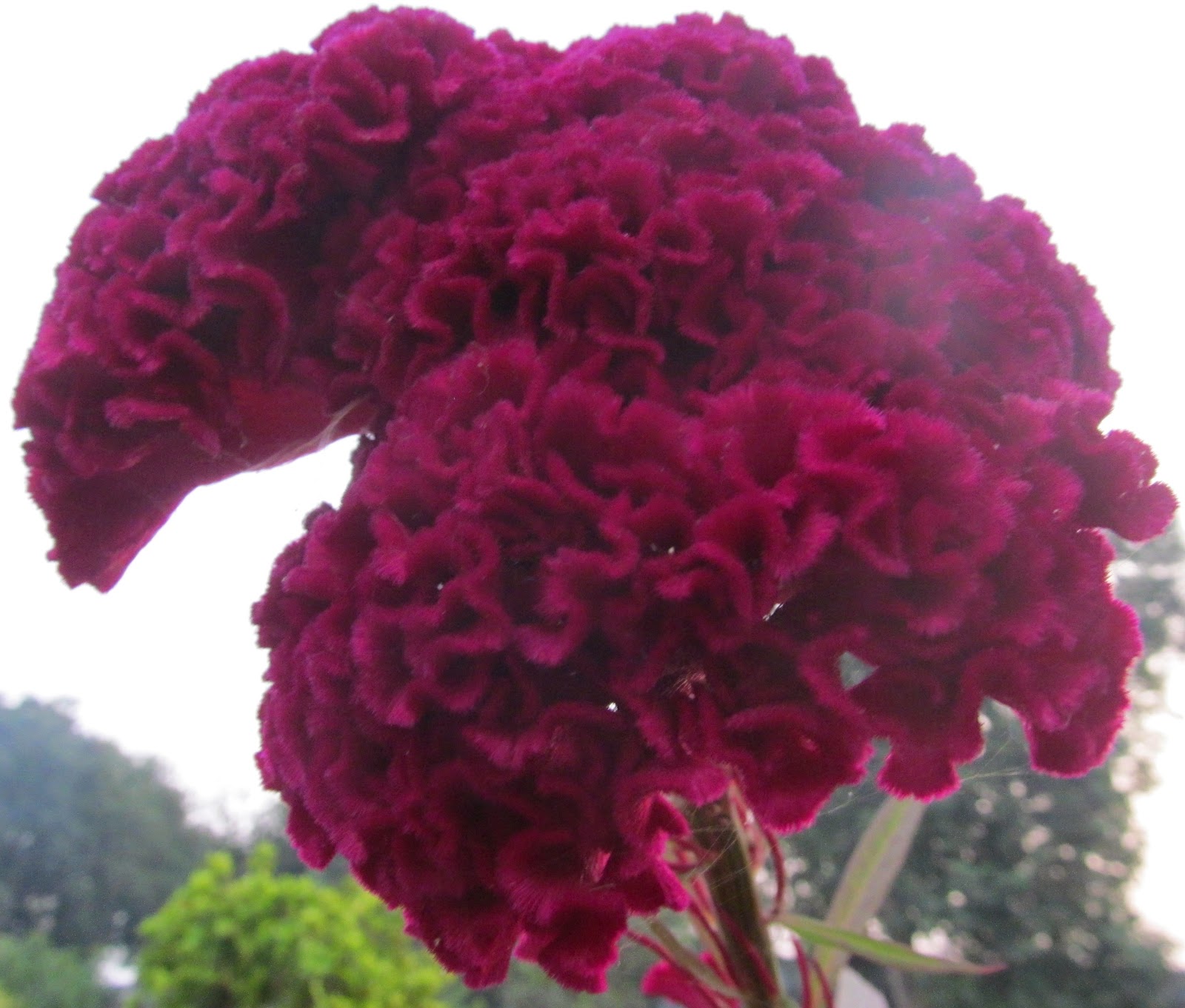 NATURAL & UNIQUE PHOTOGRAPHY: SPIDER ON THE PLUM PLANT FLOWER OR MURGA ...