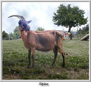 S T R A V A G A N Z A: CAPRINOS - PRINCIPAIS RAÇAS DO MUNDO