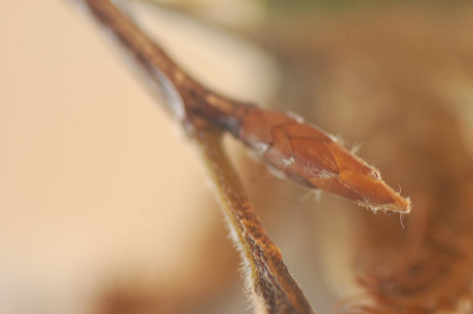 Naturblog: Biotopopgave 1. del / 10 planter i mit biotop