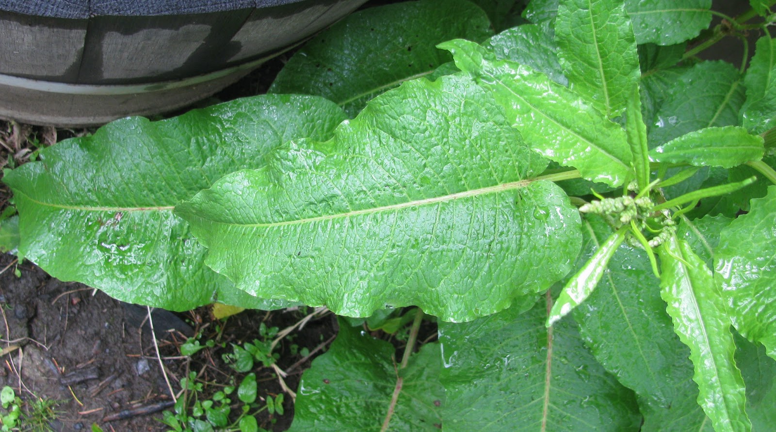 Foraging Yellow Dock + Yellow Dock Enchilada Recipe - Proverbs 31 Homestead