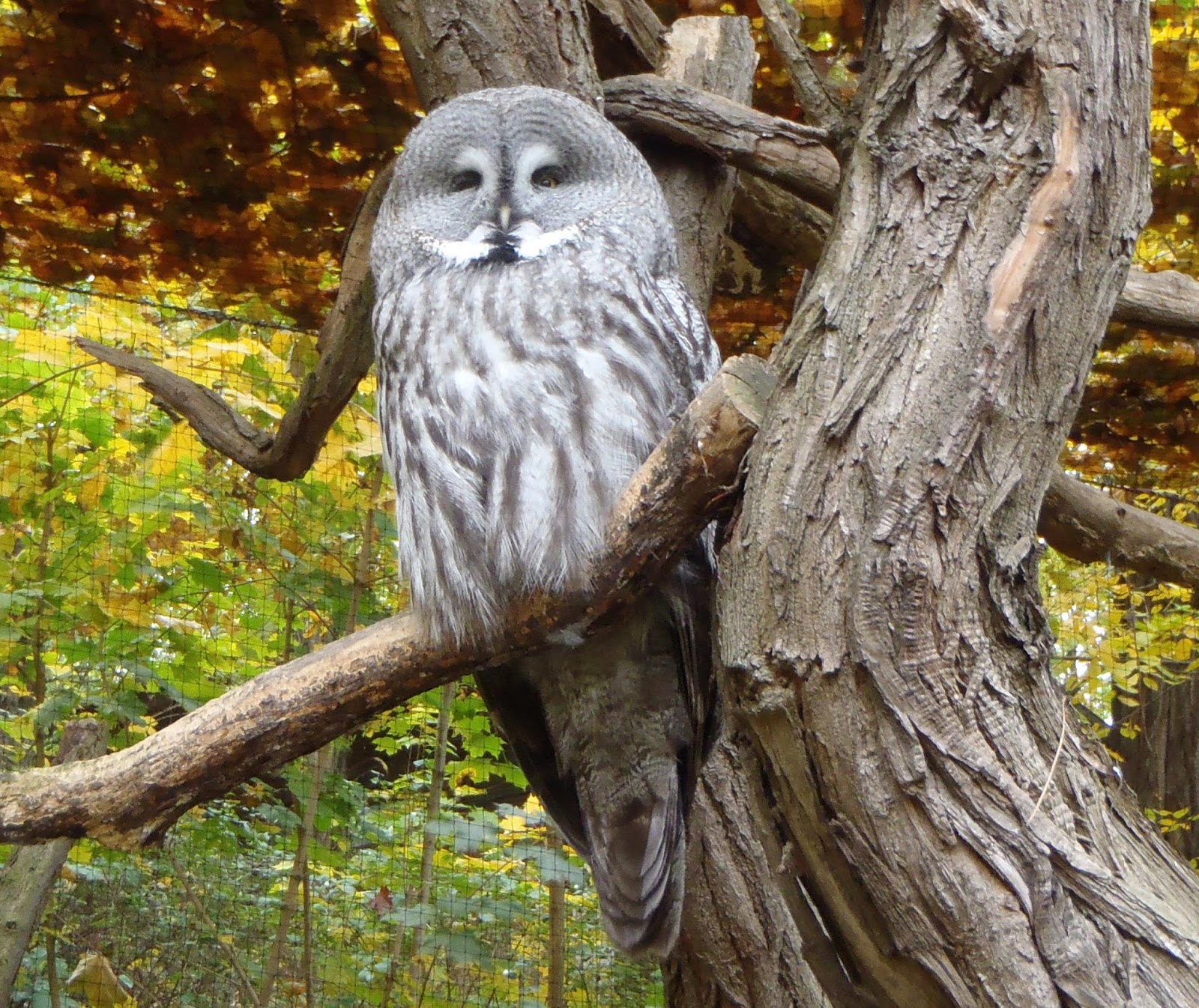 pan-Aves: Dinosauři v Zoo Praha, díl 3. – Afroaves