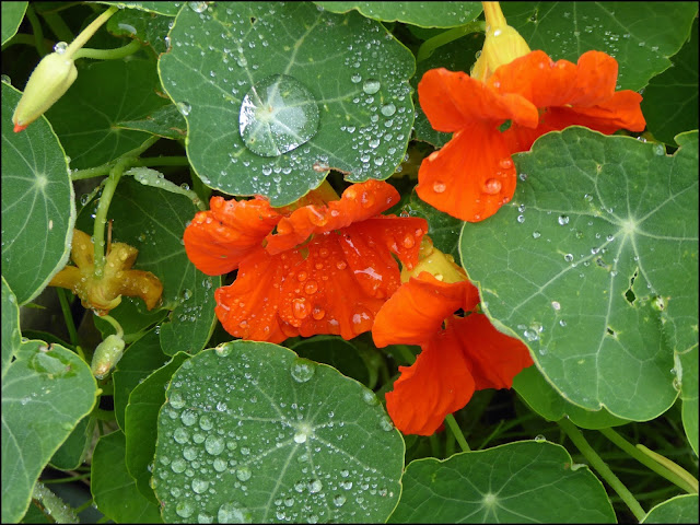 Wild and Wonderful: Nasturtiums at Last!