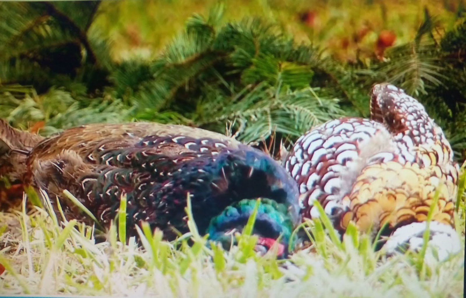 INSTITUTO DE BIOLOGIA & INGENIERIA DE ECOSISTEMAS: TAME PHEASANT ...