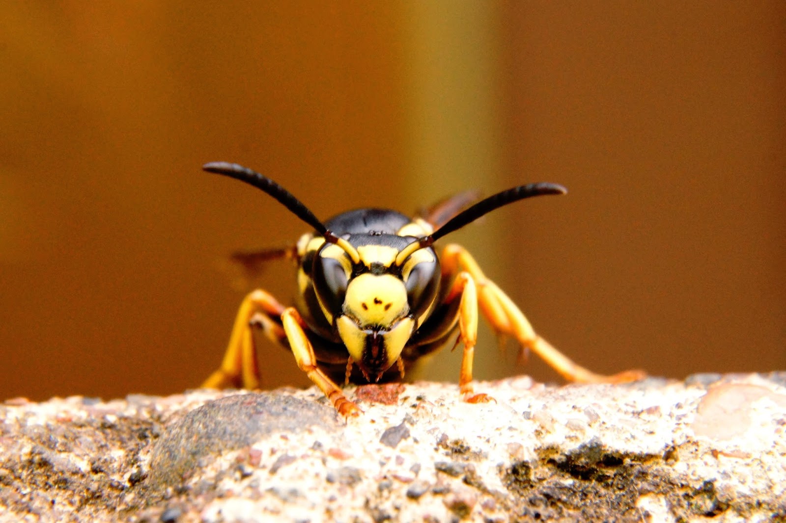 Forest Fire Photography: The lethargic hornet