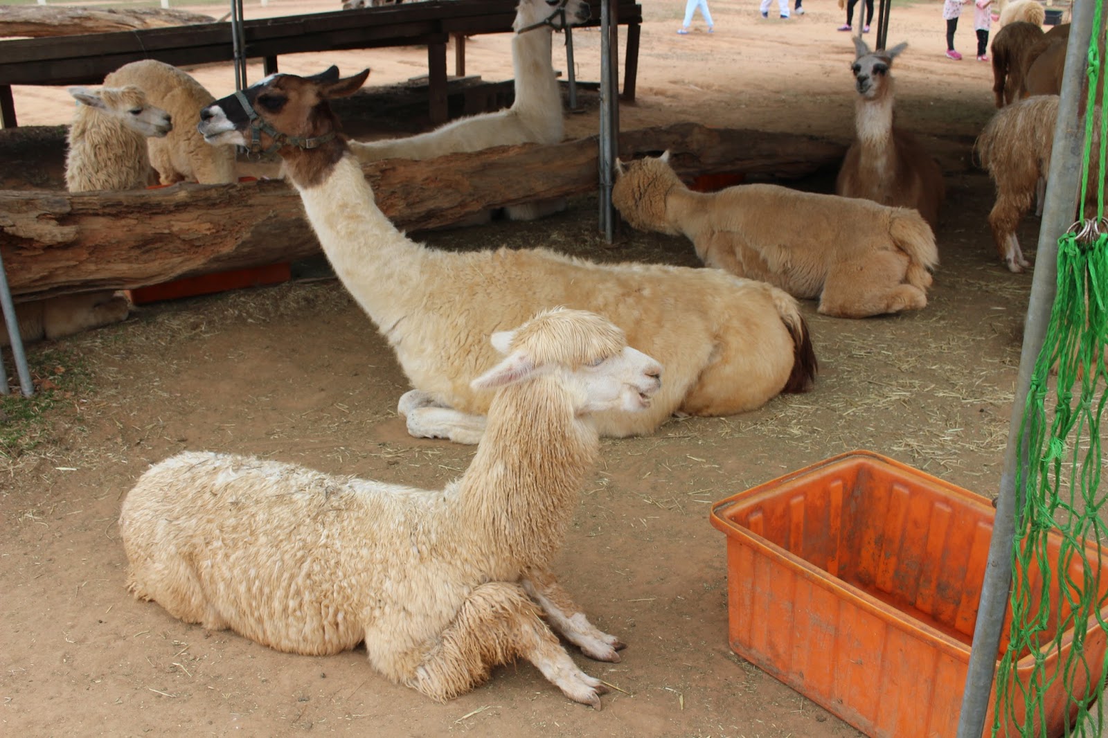 Day 2: 天馬牧場Alpaca Farm - Taichung, Taiwan - chichicho~