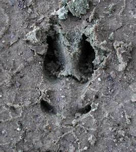 Determine Sex of Deer from Tracks