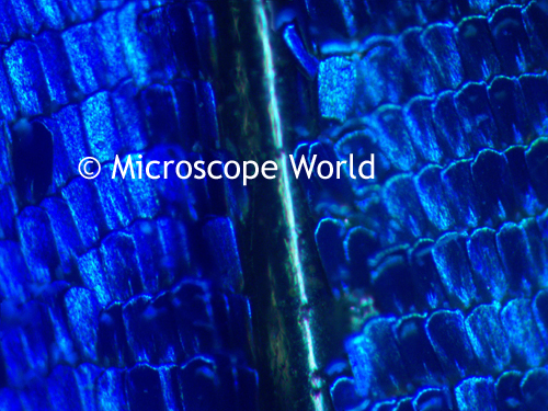Microscope World Blog: Butterfly under the Microscope