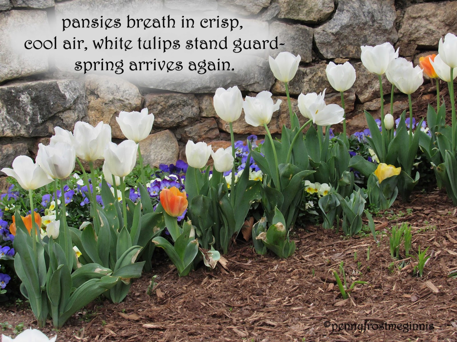 Hope for Today's Heart: Spring Haiku