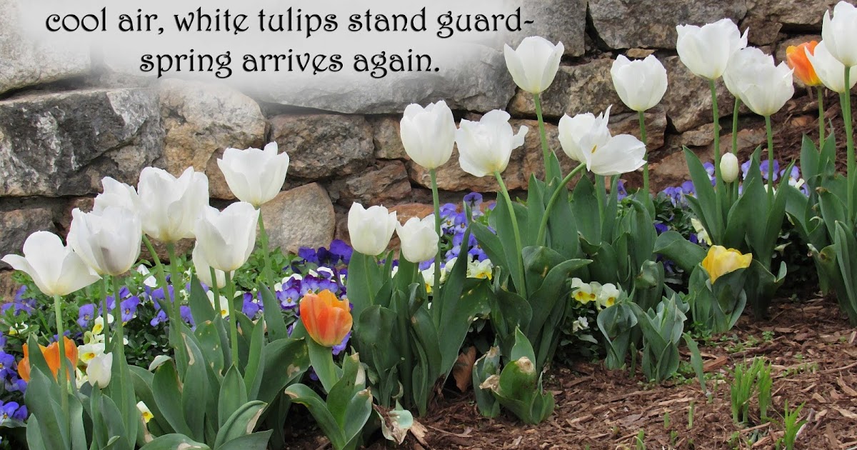 Hope for Today's Heart: Spring Haiku