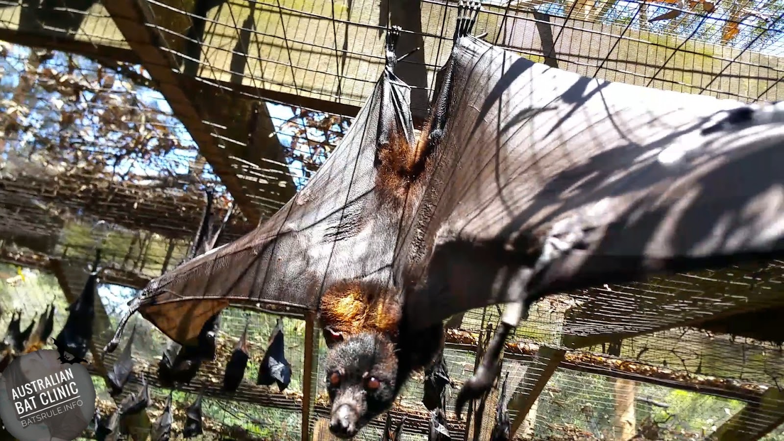 Megabats rescued in care getting some sun Flying-foxes Fruit Bats